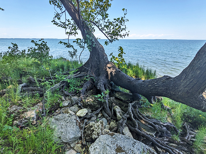 Nature's balancing act&mdash;this determined shoreline tree clings to the edge like me holding onto the last cookie in the jar. 