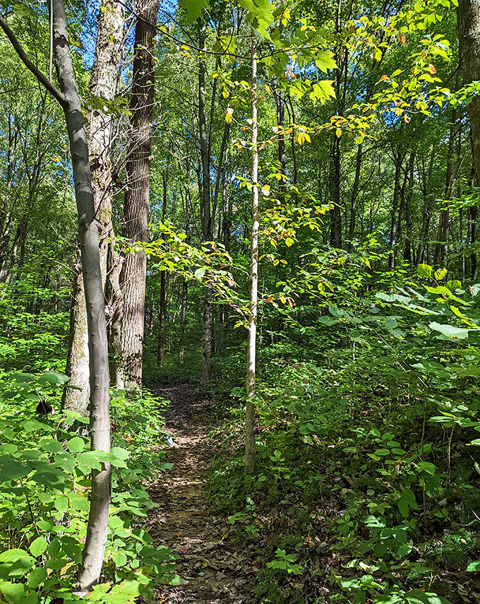 Follow this narrow path into a green embrace. The forest seems to whisper "slow down" as sunlight dapples through the canopy, creating nature's own light show.