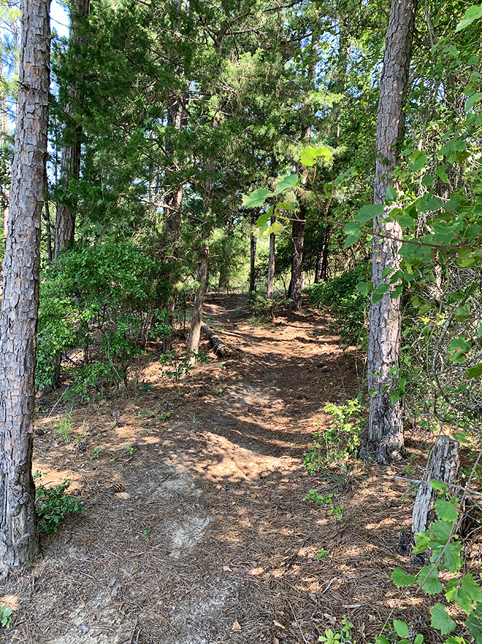 Forest paths invite exploration and discovery while providing natural air conditioning during summer heat waves.