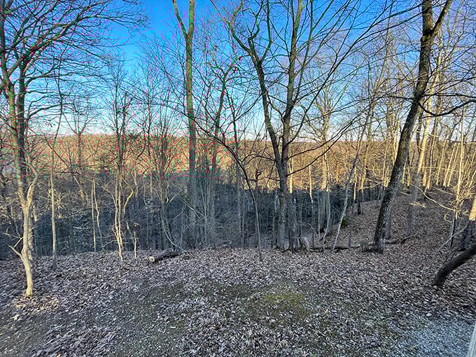 Winter's bare branches create nature's own cathedral ceiling, proving that even Ohio's forests know how to make a dramatic architectural statement.