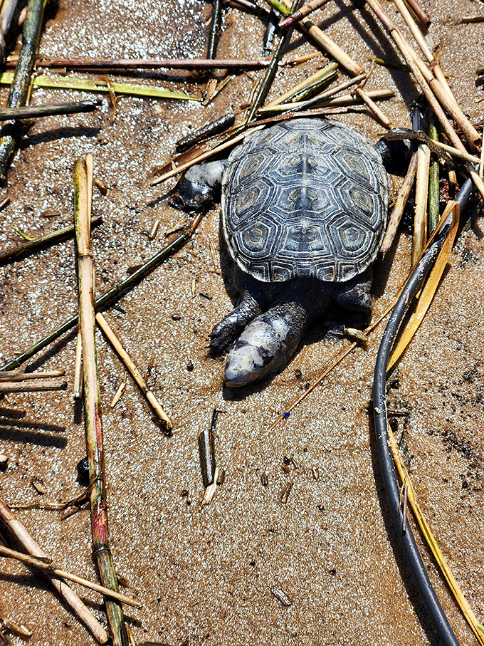 This diamondback terrapin appears to be on important turtle business, navigating the beach with prehistoric determination.