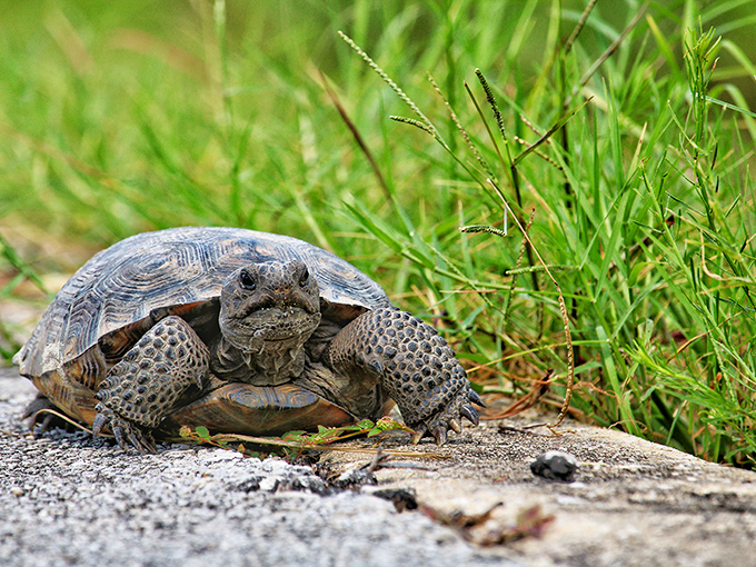 The original Florida resident, moving at his own pace since prehistoric times. This gopher tortoise doesn't care about your schedule or your Instagram.