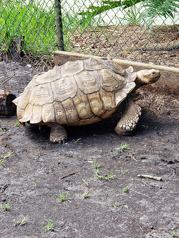 The tortoise who's clearly heard every "slow and steady" joke since 1982 but continues his dignified stroll through life anyway.