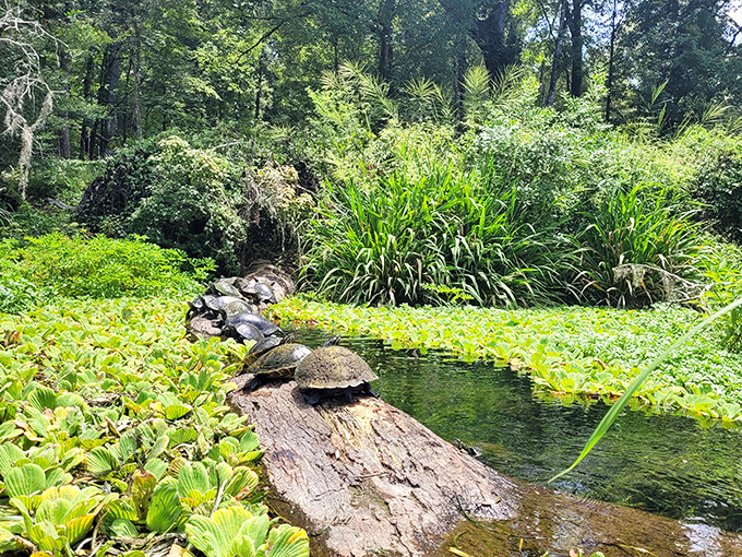 Local residents sunbathe on their favorite log while demonstrating proper relaxation technique mastery.