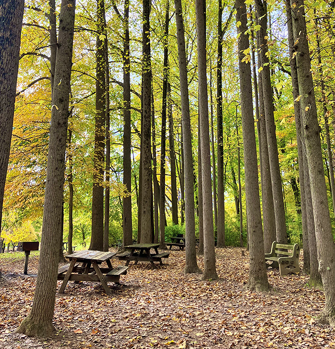 These picnic tables beneath autumn's canopy aren't just lunch spots&mdash;they're front-row seats to nature's most spectacular fashion show.