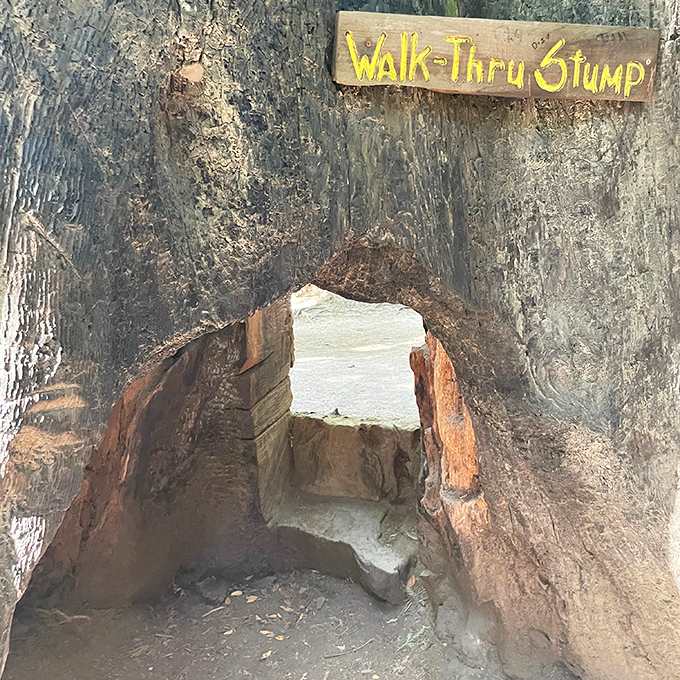 Nature's hobbit hole invites exploration. This walk-through stump proves that even in death, these giants continue to inspire childlike wonder.
