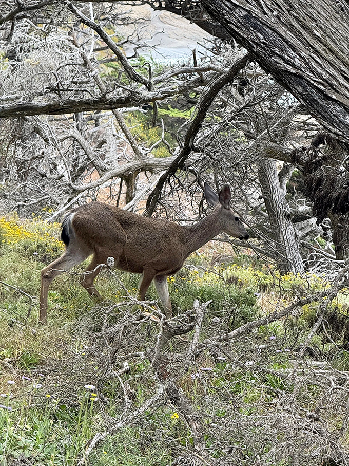 Local resident caught mid-commute, completely unfazed by human admirers. The deer equivalent of "Yes, I live here. No, I don't need your autograph."