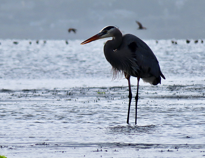 A great blue heron practices the art of patience, demonstrating that sometimes the best vacation activity is simply standing still.