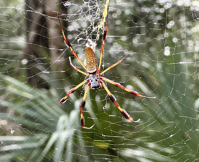 Nature's architect spins golden masterpieces between trees. This banana spider creates art while keeping the mosquito population in check.