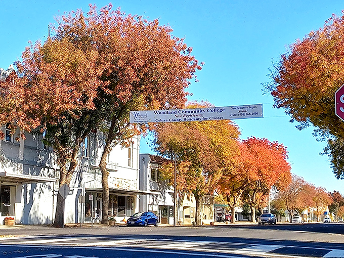 Colusa's tree-lined main street creates a canopy of charm over a town where your dollar stretches beautifully.