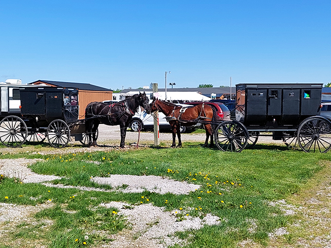 Horse power of a different era. Amish buggies wait patiently outside, reminding visitors that some of the best traditions move at a pace slower than our Instagram feeds.