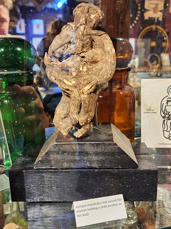 An antique mandrake root, naturally carved to resemble a woman carrying a child. Nature's artistry meets magical folklore in this haunting botanical specimen.