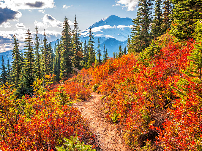 Fall hiking trails burst with color just hours from town, where nature's paintbrush transforms evergreen forests into a fiery autumn tapestry.