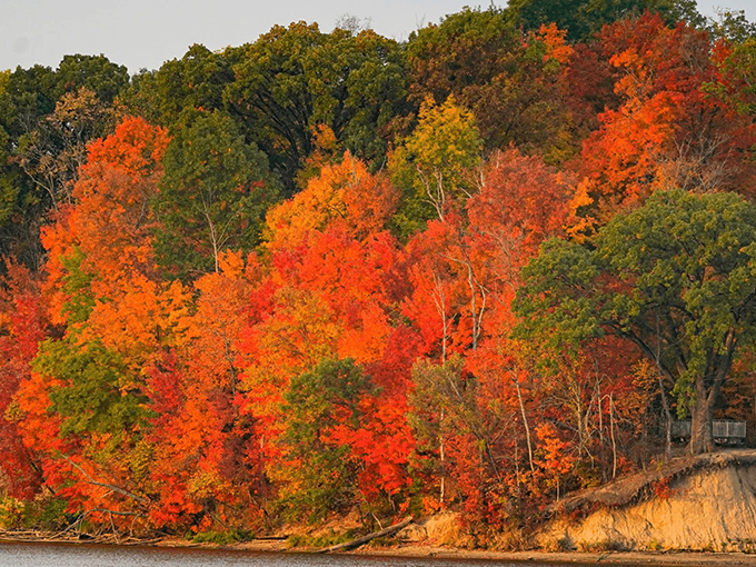Fall foliage in Logan County puts on a show that would make Broadway jealous, with maples and oaks competing for who can wear the brightest orange.