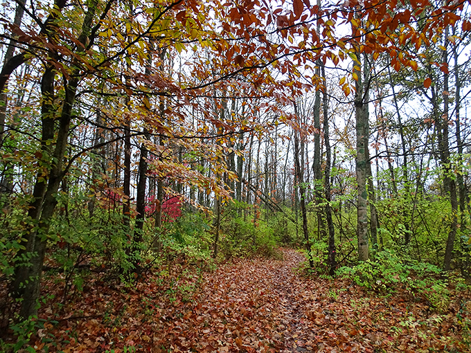 Fall's confetti carpets the forest floor&mdash;nature's way of celebrating another successful growing season before winter's intermission.