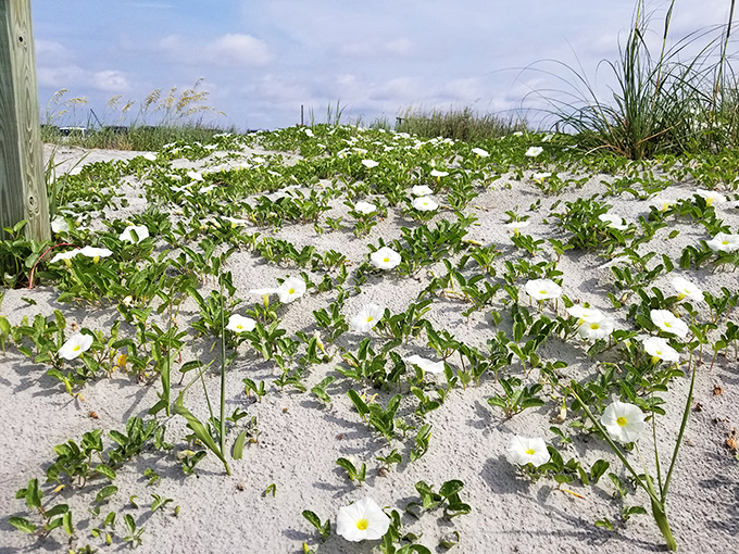 Beach morning glories: nature's perfect decorators. These resilient blooms add touches of white elegance to Folly's sandy landscape.