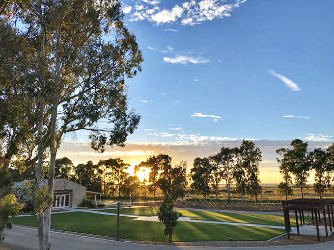 Golden hour at the golf course &ndash; when even duffers look like pros in this light. The eucalyptus trees stand sentinel over dreams of birdies and eagles.