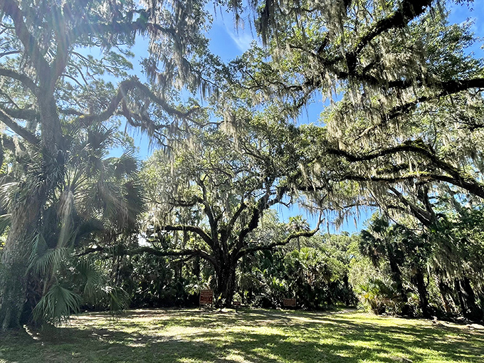 Cathedral of the ancient. Sunlight streams through Spanish moss curtains, illuminating a grove where massive oaks have stood sentinel since before European contact.