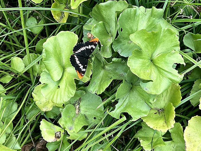Even butterflies can't resist stopping for a photo op at Lassen. This one's clearly working on its Instagram portfolio.