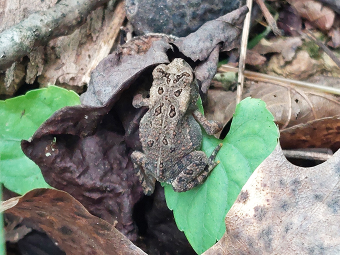 Master of disguise! This camouflaged toad demonstrates why "blending in" is the original survival strategy&mdash;millennia before corporate America discovered it.