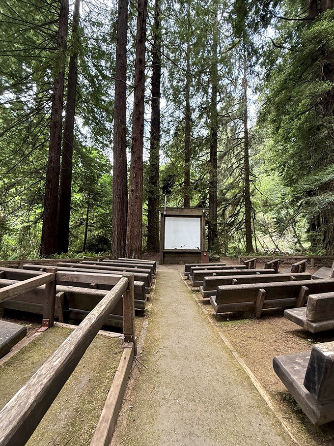 Nature's amphitheater where the redwoods provide both the setting and the sermon &ndash; no microphone needed when the message is this powerful.