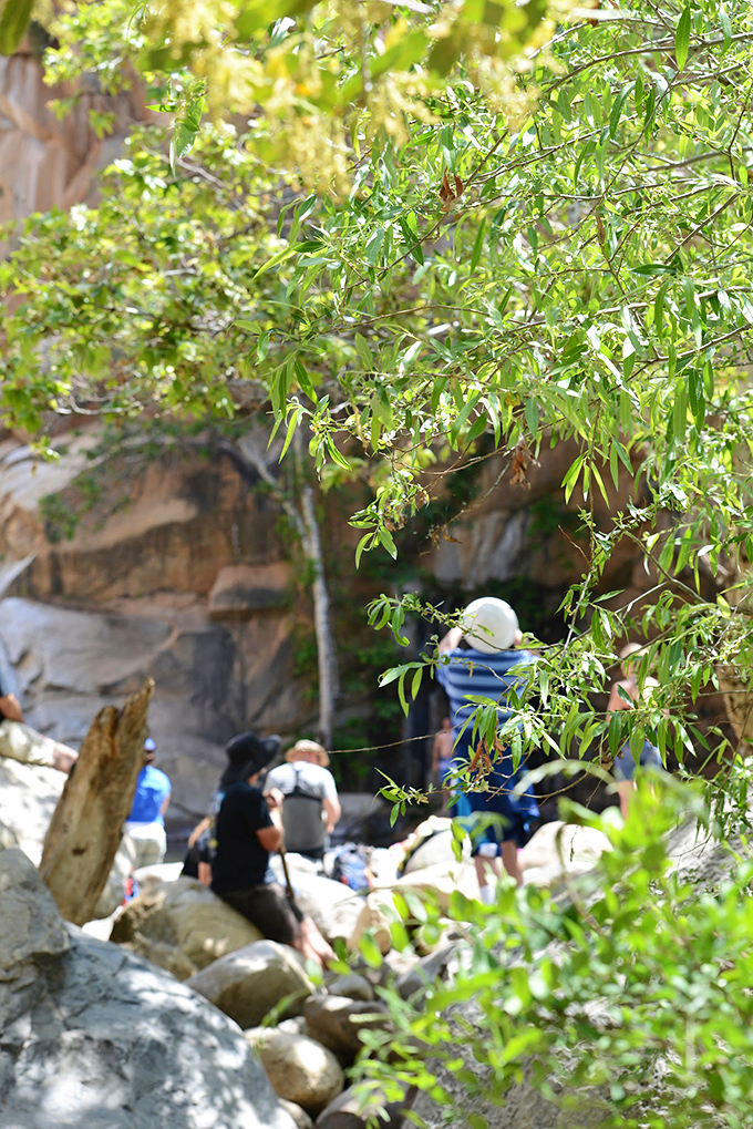 The approach reveals itself: Through a veil of willows and sycamores, hikers get their first glimpse of the geological amphitheater ahead.
