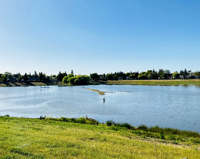 Cottonwood Park's serene waters attract both wildlife and locals seeking a moment of tranquility in their busy retirement schedules.