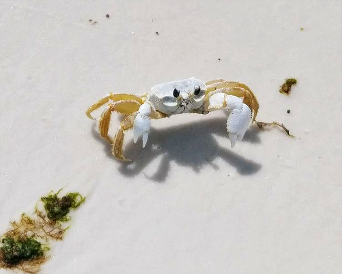 The welcoming committee: This tiny ghost crab pauses mid-scuttle, as if to say, "Welcome to my beach. I run this place."