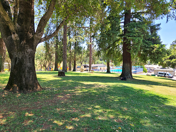 Detert Park's ancient trees provide shade for picnics and perspective on life. Nature's retirement plan includes these gentle giants.