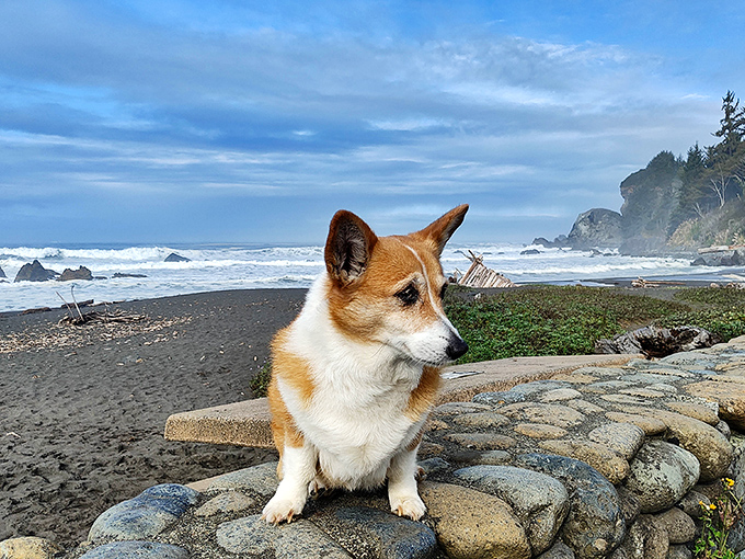 Even four-legged visitors seem to understand they're experiencing something truly special in this coastal paradise.