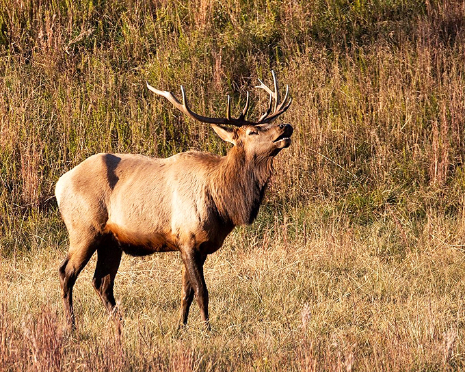 This majestic elk pauses mid-bugle, probably wondering why humans need selfie sticks when nature provides moments like this for free.
