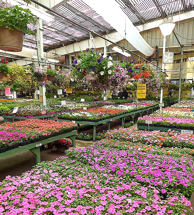 A floral explosion that makes garden centers look positively restrained, with enough blooms to satisfy even the most ambitious porch planner.