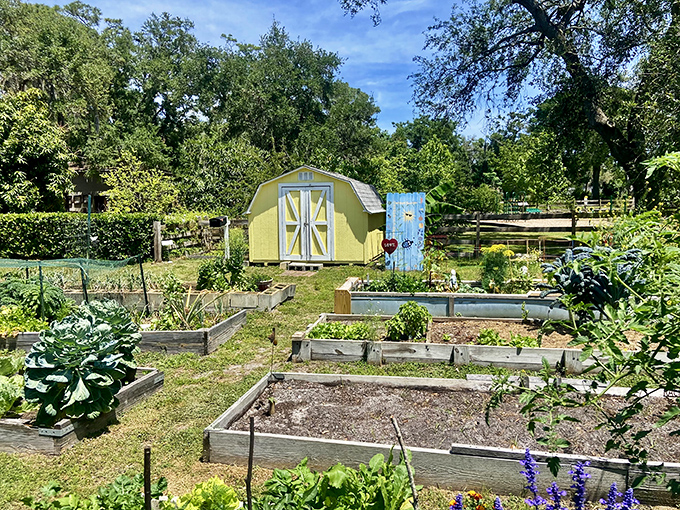 As the sun sets over Tampa Bay, the water transforms into liquid gold &ndash; nature's nightly reminder that some shows don't require tickets or reservations.