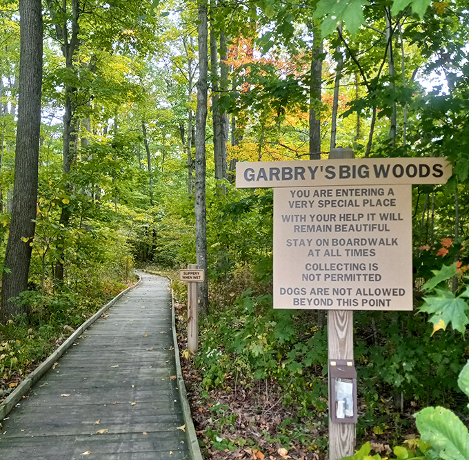 Garbry Big Woods boardwalk invites peaceful strolls through nature without requiring extreme fitness or expensive gear.
