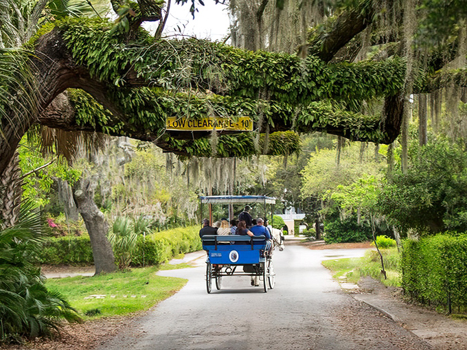 Spanish moss drapes over ancient oak branches like nature's own theater curtains. The "Low Clearance" sign is just a formality&mdash;you'll duck instinctively.