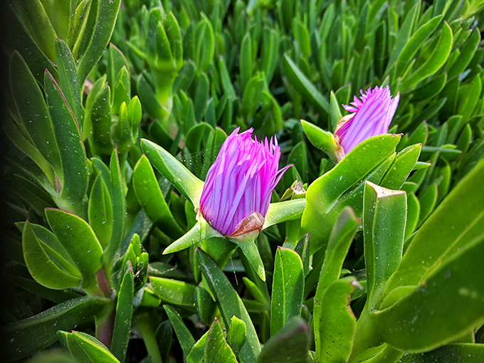 Vibrant ice plants add splashes of pink to the coastal landscape, nature's way of decorating the neighborhood.