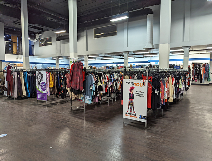 The thrift store landscape stretches before you like a secondhand savanna. Each rack a new territory of potential discoveries.