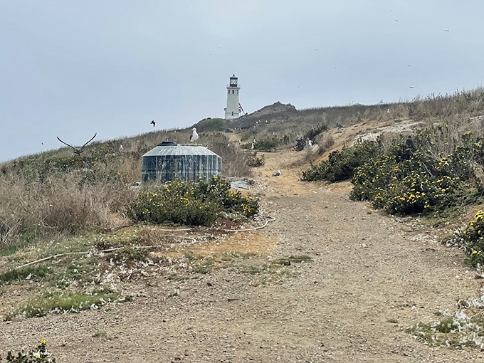 Western Gulls have made Anacapa their kingdom, coexisting with human visitors who come to admire their island home and its famous lighthouse.