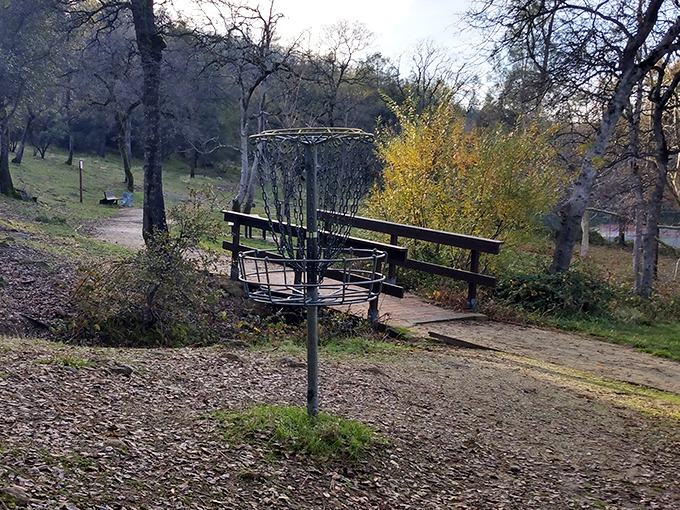 Disc golf baskets wait patiently for flying plastic in this wooded course. Weekend warriors aim between trees with more hope than accuracy.