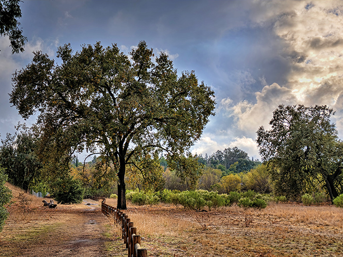 Oak-studded trails in the Meadows Preserve offer quiet contemplation spaces where the only notifications are from birds and rustling leaves.