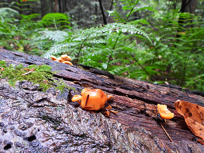 Tiny orange mushrooms transform fallen logs into nature's jewelry boxes&mdash;beautiful to photograph but best left uneaten by amateur foragers.