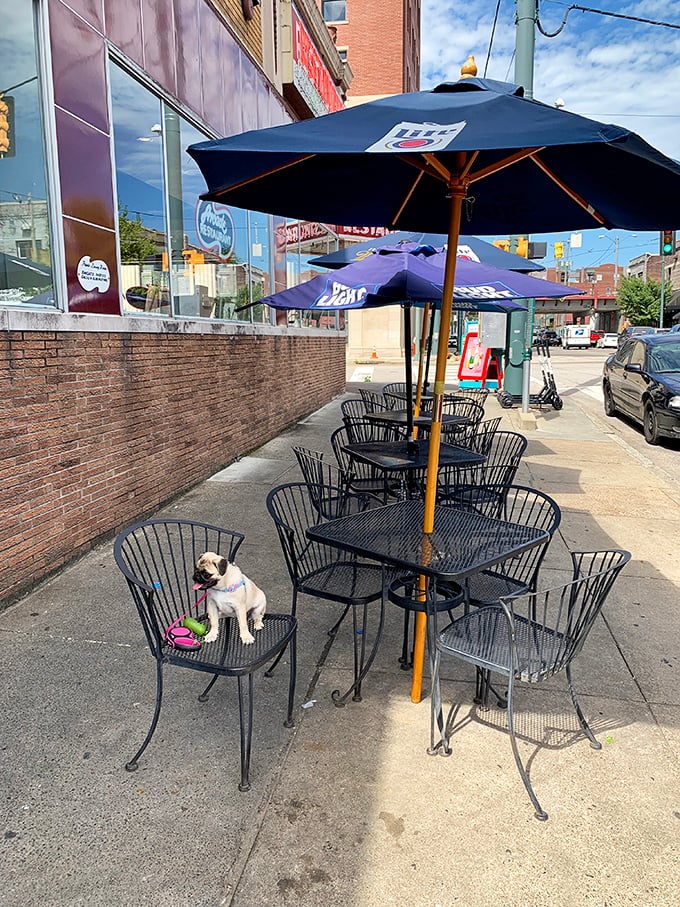Even the outdoor seating has character, where street-side tables let you soak up Memphis vibes while that little pug clearly knows where the good food is.