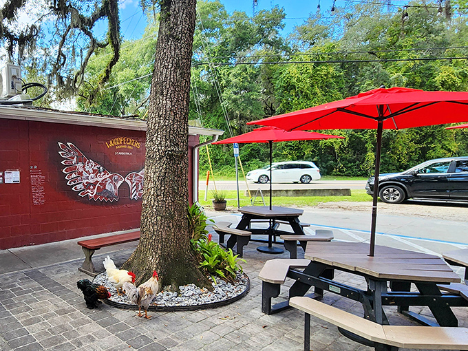 Even the chickens seem to know they're at a special place, wandering the outdoor seating area like quality control inspectors with feathers.