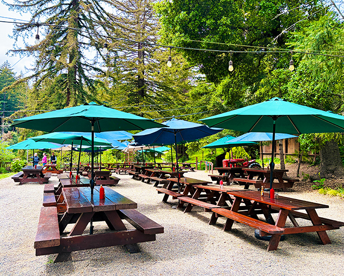 Picnic tables under turquoise umbrellas create an outdoor dining room where redwoods serve as both wallpaper and air conditioning.