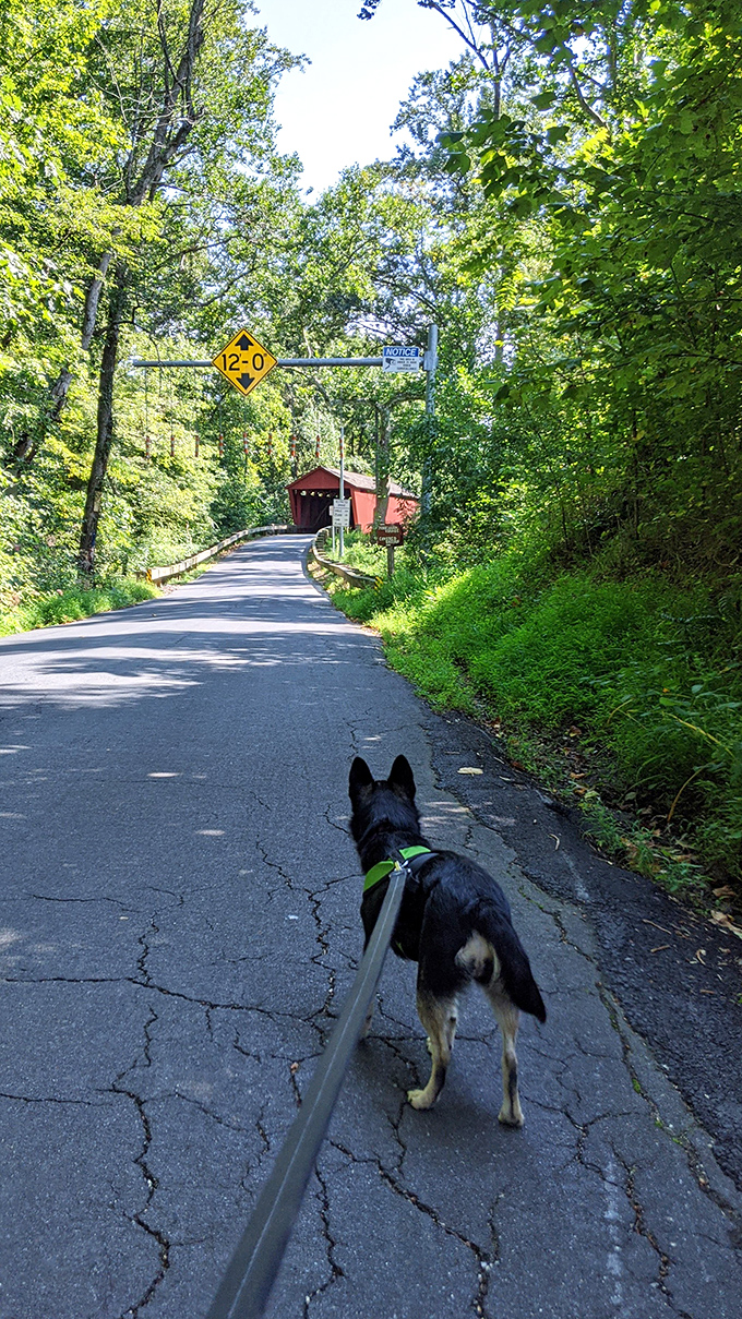 The approach to Jericho Bridge feels like the opening scene of a storybook adventure. Even dogs seem to sense the magic ahead.