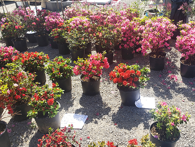 Spring arrives in plastic pots as vibrant azaleas create a garden center oasis amid the antiques and collectibles.