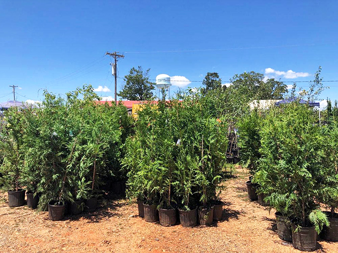 Plant parents, rejoice! This nursery section offers enough greenery to transform your home into a jungle paradise or your yard into a botanical garden.