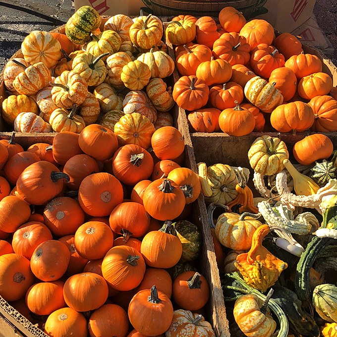 Fall's bounty arrives in vibrant orange waves. These pumpkins and gourds promise both Halloween decorations and the possibility of homemade pie.