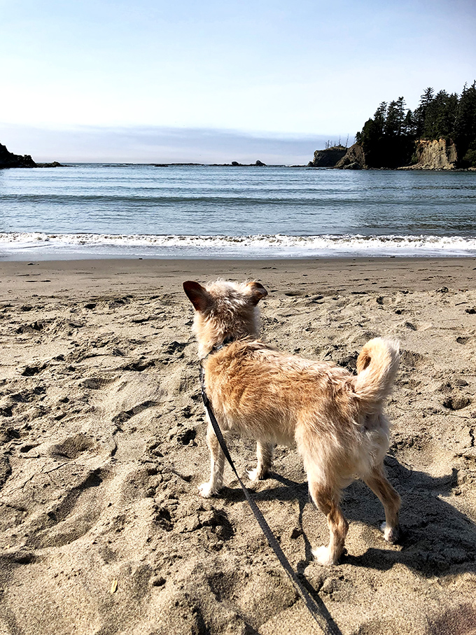 Even the dogs know Sunset Bay is special &ndash; this furry friend is clearly contemplating a career change to professional beach bum.