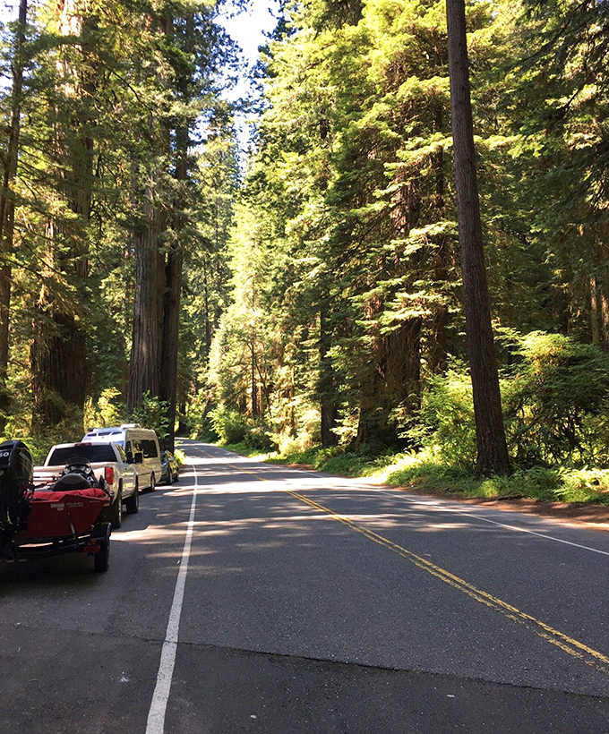 A fallen giant serves as nature's bench. In redwood time, this log is merely taking a brief rest.